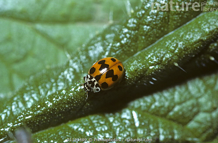 Stock photo of Ten-spot ladybird (Adalia 10-punctata) UK. Available for ...