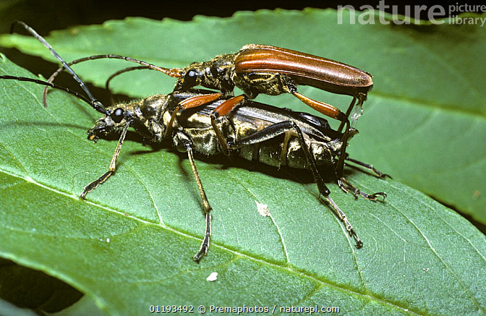 Stock photo of Large flower longhorn beetle (Stenocorus meridianus ...