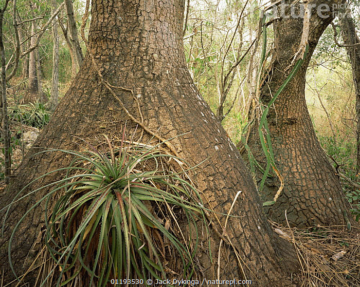 Stock photo of Giant Sotolin (Beaucarnea sp) and Bromeliad (Hechtia sp ...