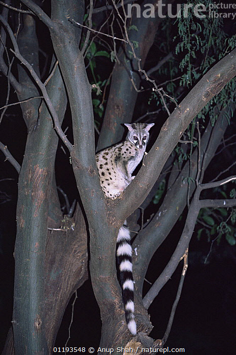 Stock photo of Small-spotted genet {Genetta genetta} sitting in tree at ...