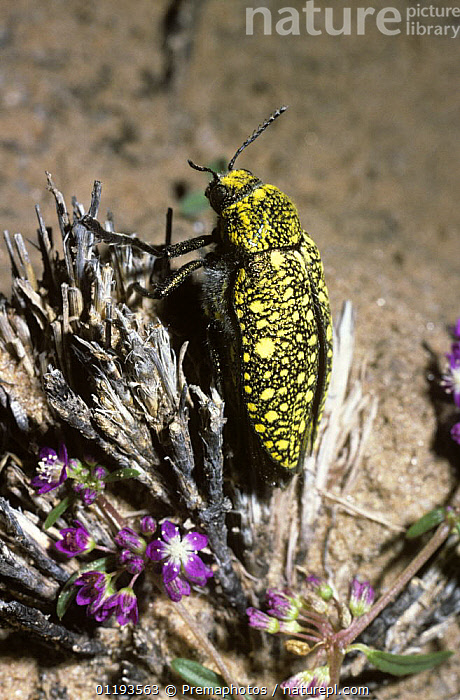 Stock photo of Jewel beetle (Julodis humeralis) in desert, South Africa ...