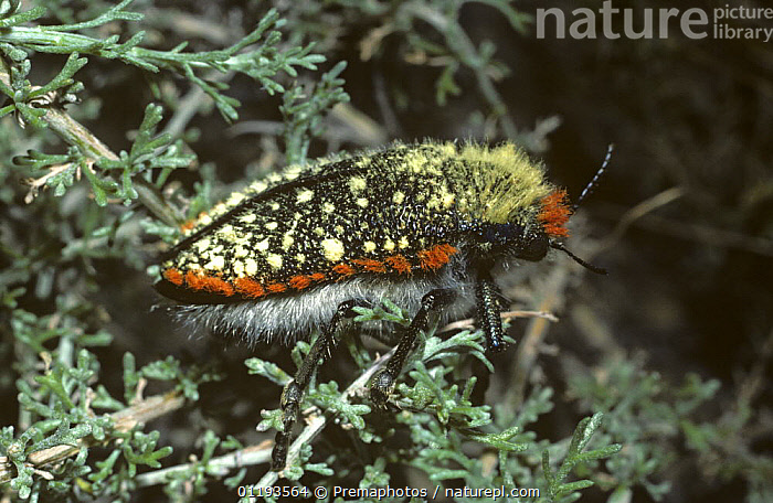 Stock photo of Jewel beetle (Julodis hirsuta) in desert, South Africa ...