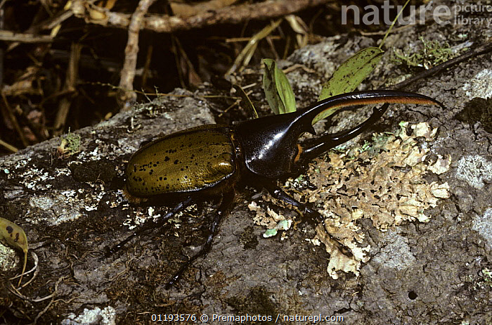 Stock photo of Hercules beetle male (Dynastes hercules) in rainforest ...