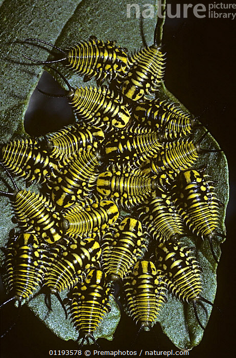 Stock photo of Tortoise beetle larvae (Physonota alutacea), warningly ...