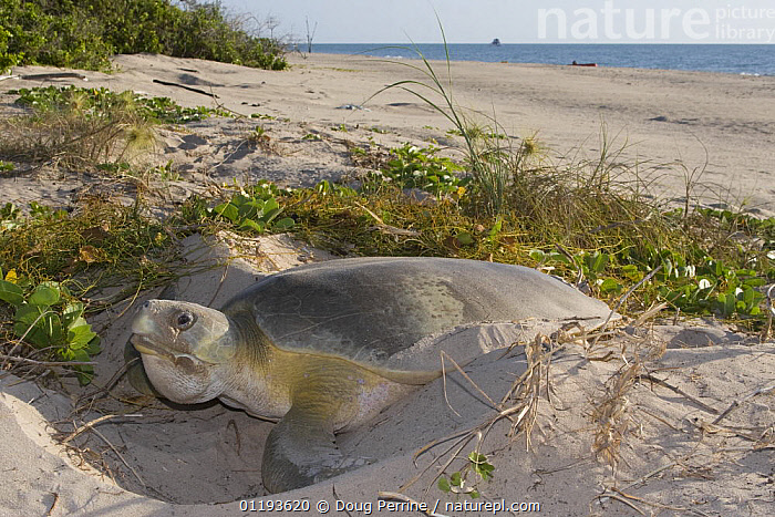 Stock photo of Australian flatback sea turtle (Natator depressus ...