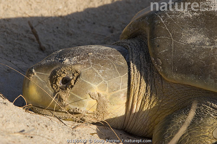 Stock photo of Australian flatback sea turtle (Natator depressus ...