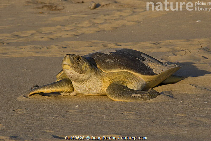 Stock photo of Australian flatback sea turtle (Natator depressus ...