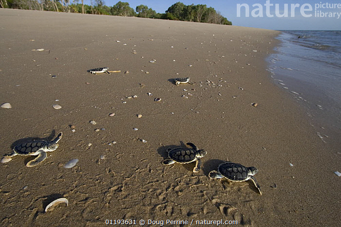 Stock photo of Australian flatback sea turtle hatchlings (Natator ...