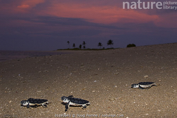 Stock photo of Australian flatback sea turtle hatchling (Natator ...