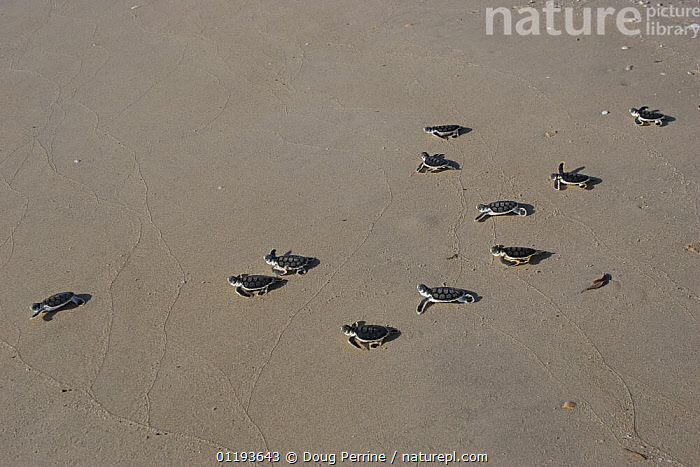 Stock photo of Group of Australian flatback sea turtle hatchlings ...