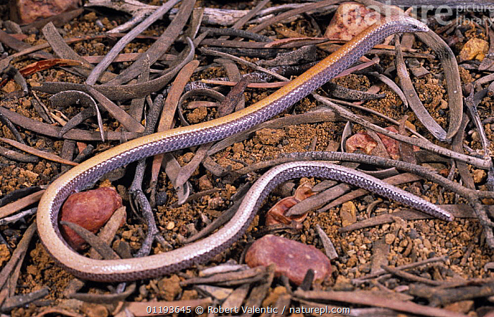 Stock photo of Bronzeback legless lizard {Ophidiocephalus taeniatus ...