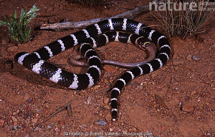 Stock photo of Bandy bandy snake {Vermicella annulata} female feeding ...