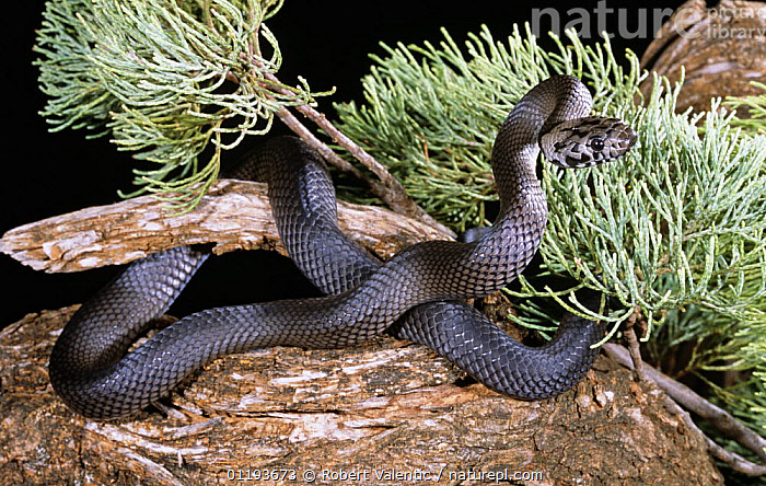 Stock photo of Pale headed snake {Hoplocephalus bitorquatus} emerging ...