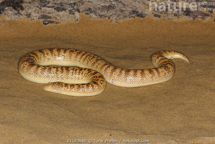 Stock photo of Arabian sand Boa (Eryx jayakari) on sand, Sharjah, UAE ...