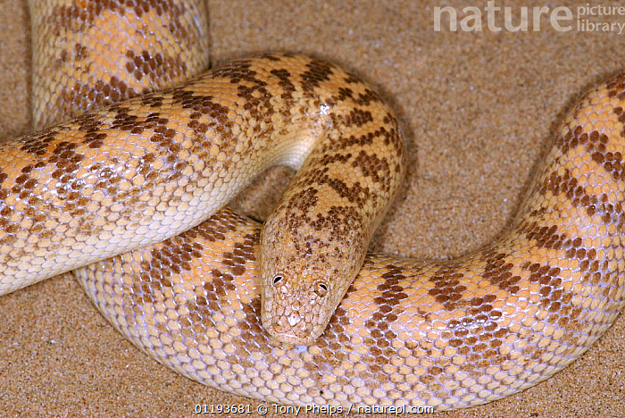 Stock photo of Arabian Sand Boa (Eryx jayakari) Sharjah, UAE. Available ...