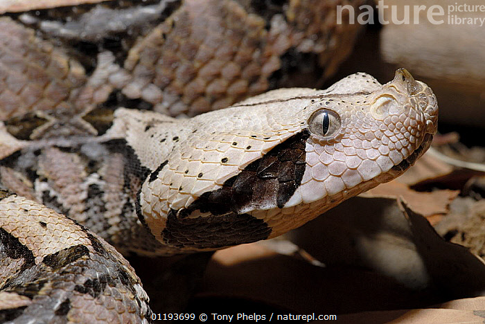 Stock photo of Western Gaboon Viper (Bitis gabonica rhinoceros) captive ...
