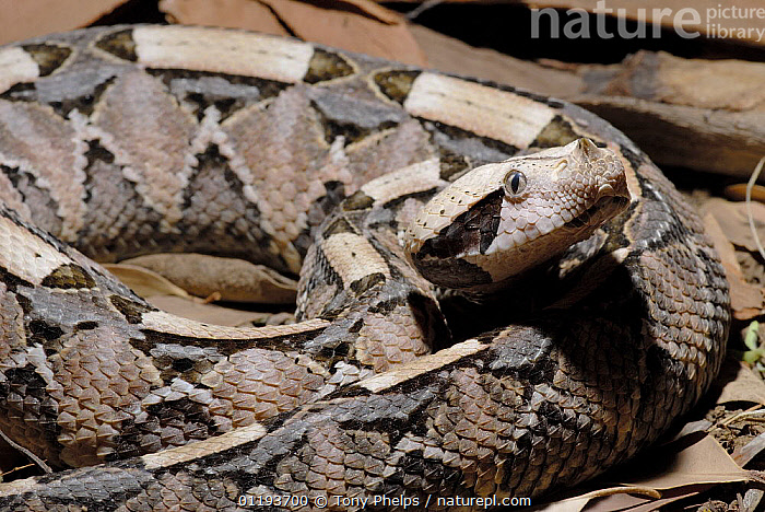 Stock photo of Western Gaboon Viper (Bitis gabonica rhinoceros) Captive ...