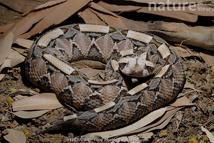 Stock photo of Western Gaboon Viper (Bitis gabonica rhinoceros) Captive ...