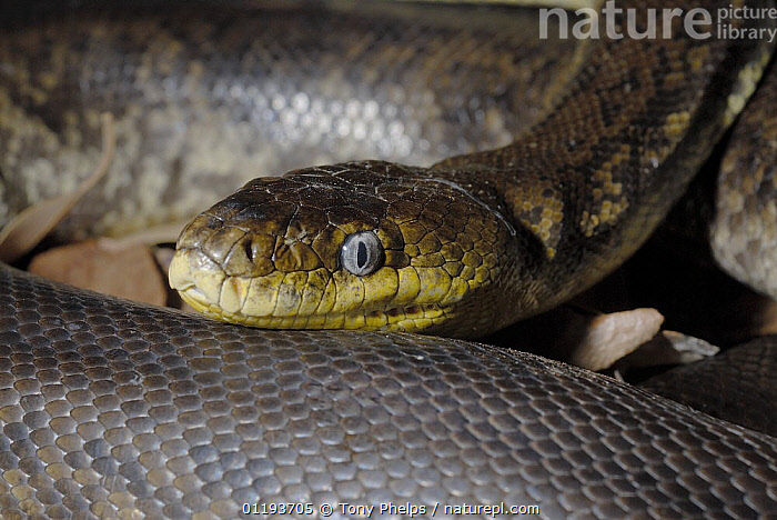 Stock photo of Macklot's Python (Liasis mackloti) Captive, native to ...