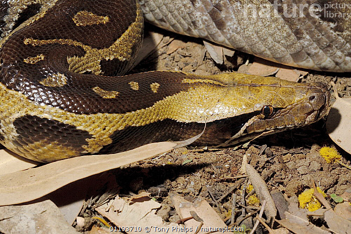 Stock photo of Blood Python (Python curtus) Captive, native to SE Asia ...