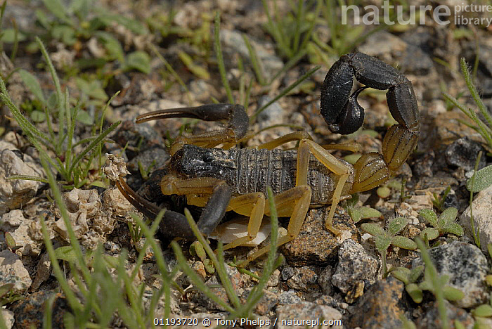 Stock photo of Scorpion, Sharjah, UAE. Available for sale on www ...