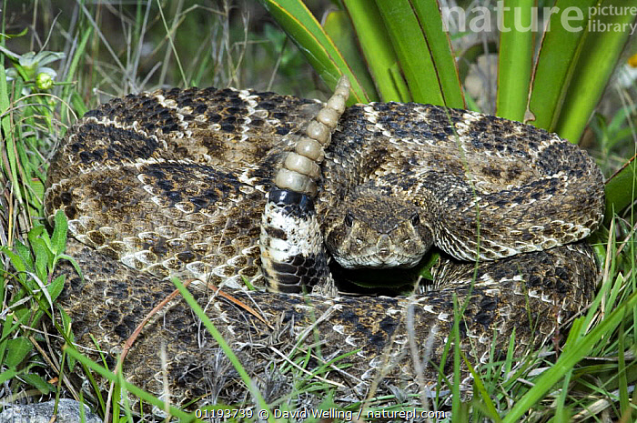Stock photo of Western Diamondback Rattlesnake (Crotalus atrox) in ...