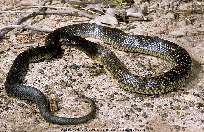 Stock photo of Spotted black snake {Pseudechis guttatus} male inflating ...