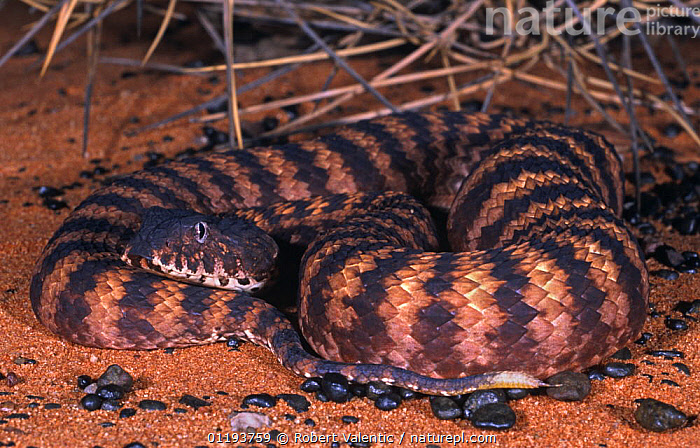 Black Death Adder Snake