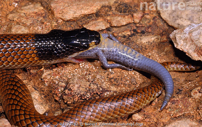 Stock photo of Gould's hooded snake {Parasuta gouldii} female ...
