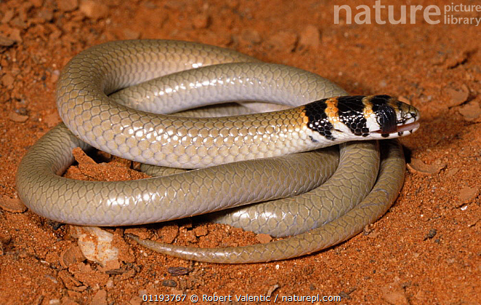 Stock photo of Legless lizard {Delma tincta} cleaning dust from its ...
