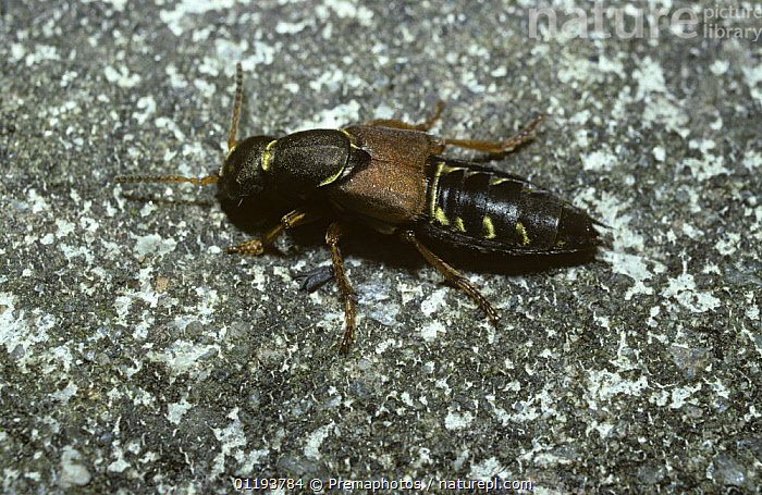 Stock photo of Rove beetle (Staphylinus caesareus) UK. Available for ...