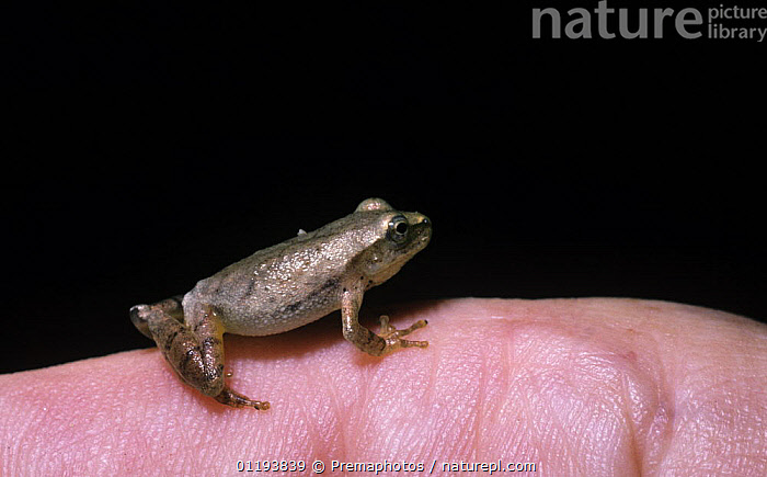 Stock photo of Spring peeper frog (Pseudacris / Hyla crucifer) sitting ...