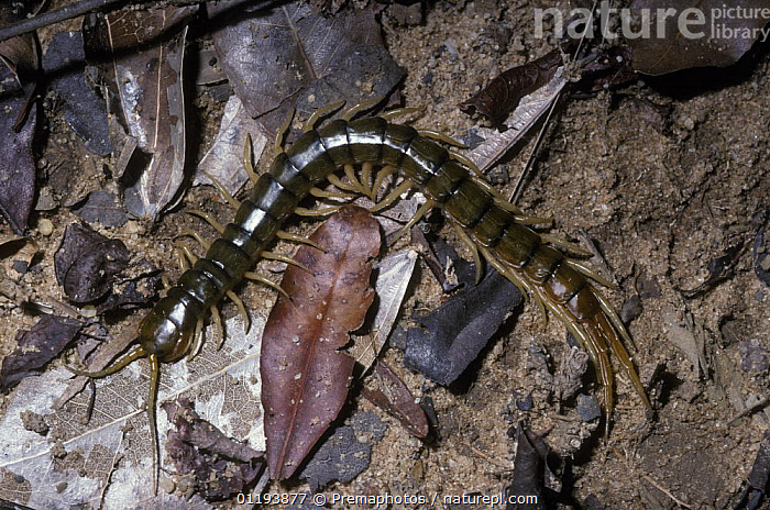 Stock photo of Giant centipede (Scolopendra sp) at night in forest ...