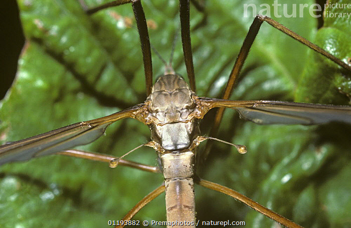 Stock photo of Meadow brown-edged tipula crane fly (Tipula paludosa) in ...