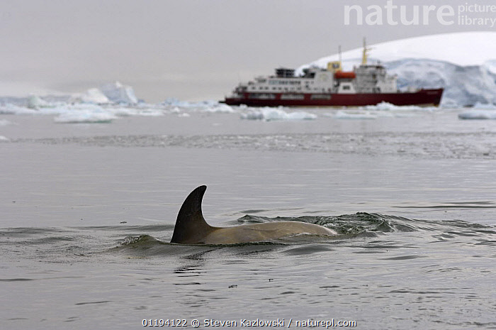 Stock photo of Killer whales / orcas (Orcinus orca) pod in waters off ...
