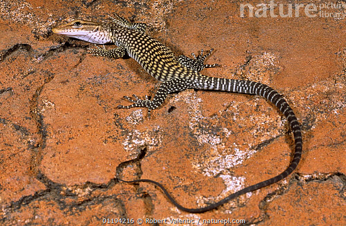 Stock photo of Black headed monitor {Varanus tristis tristis} juvenile ...