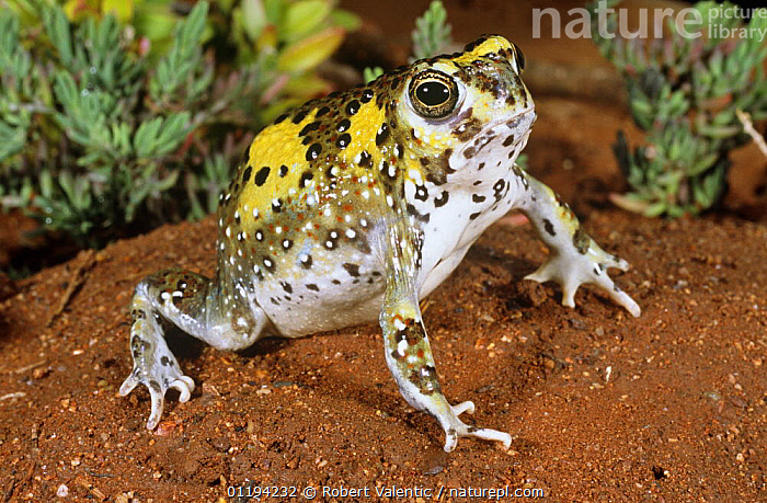 Stock photo of Following the desert rains a Holy cross frog {Notaden ...