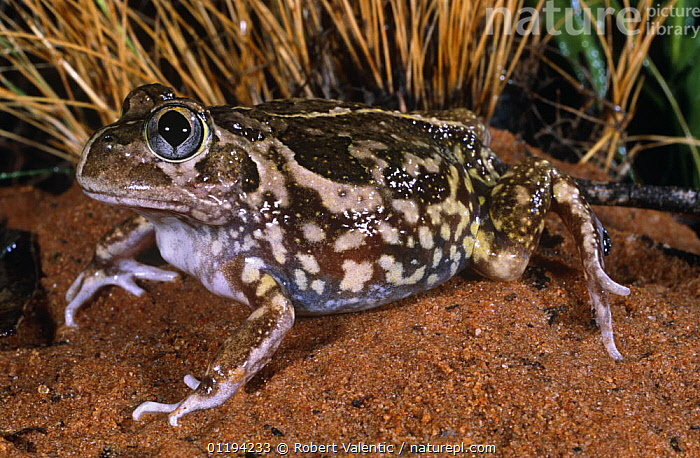 Stock photo of Painted burrowing frog {Neobatrachus pictus} Kooyoora ...