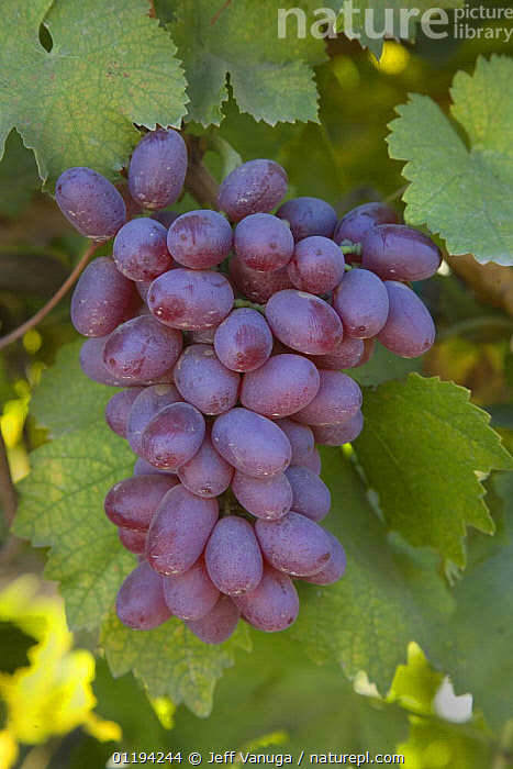 Stock photo of Bunch of black Grapes (Vitis sp) on vine, California ...