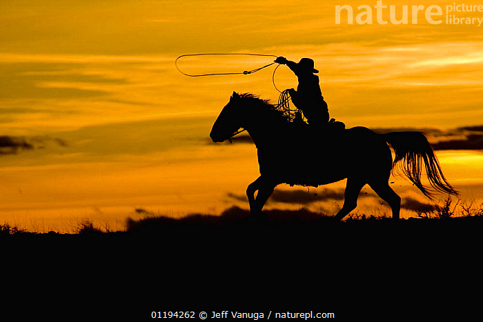 Roping Horse Silhouette