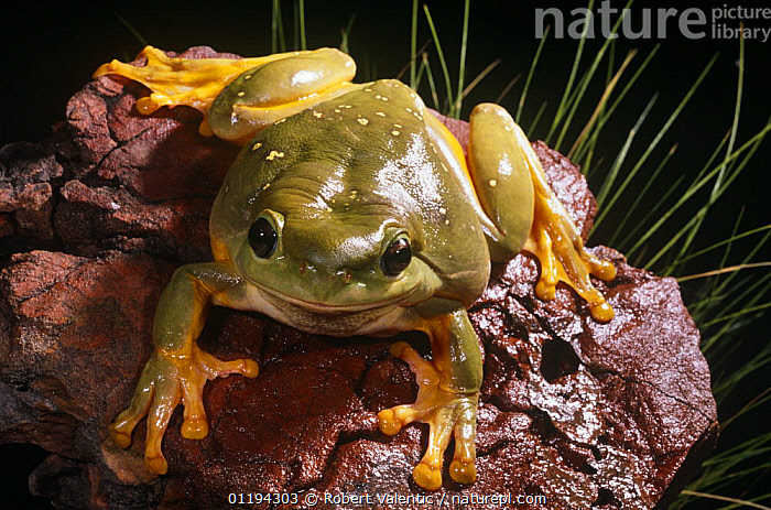 Stock photo of Splendid tree frog {Litoria splendida} with feet adapted ...