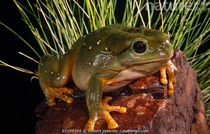 Stock photo of Splendid tree frog {Litoria splendida} female, with feet ...