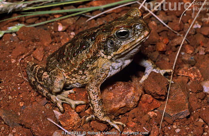 Stock photo of Giant cane toad {Bufo marinus} with abnormal bifurcated ...