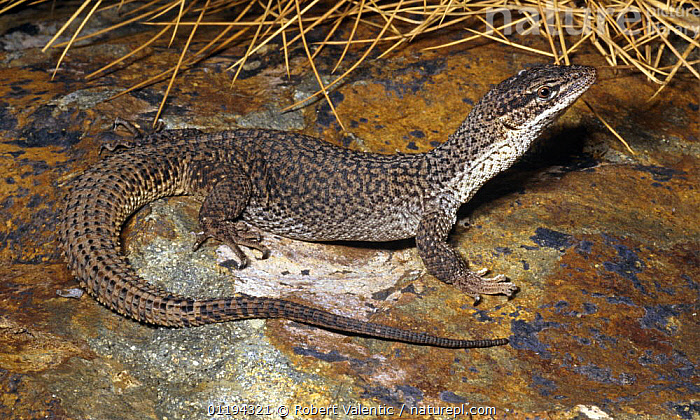 Stock photo of Storr's monitor / goanna {Varanus storri} male ...