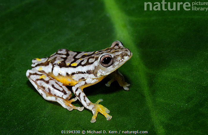 Stock photo of African Reed Frog {Hyperolius sp} captive, from south of ...