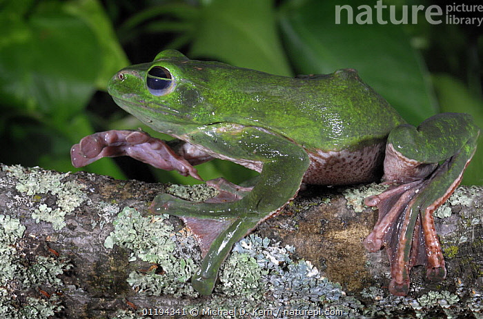 Stock photo of Chinese Gliding Tree Frog {Polypedates dennysi} captive ...