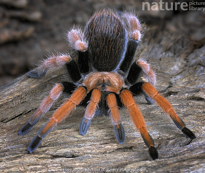 Stock photo of Mexican bloodleg tarantula {Aphonopelma bicoloratum ...