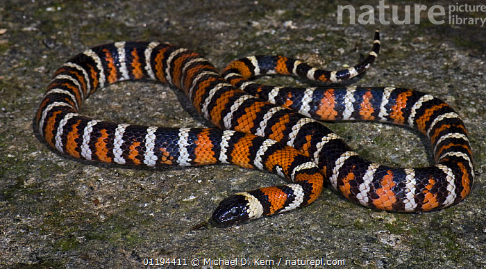 Stock photo of California Mountain Kingsnake {Lampropeltis zonata ...