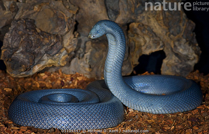 Stock photo of Small Scaled Stiletto Snake {Atractaspis fallax} captive ...
