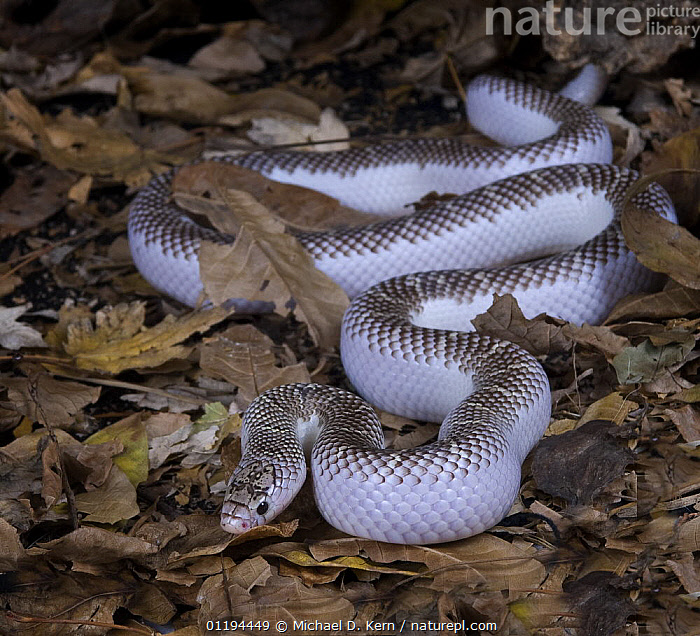 Stock photo of White sided axanthic Brooks kingsnake {Lampropeltis ...